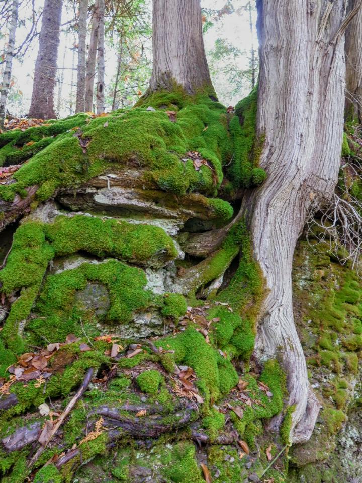 mossy roots – nellyglass studio